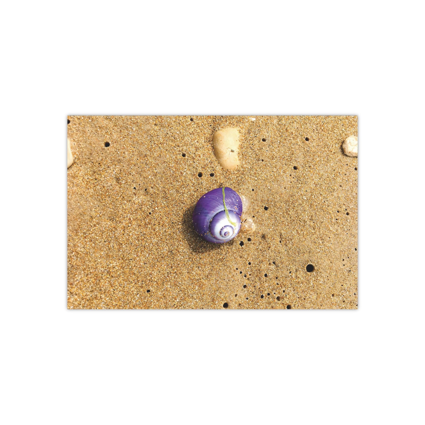 Purple Sea Snail on a Mediterranean Beach, Israel Satin Poster (300gsm ...
